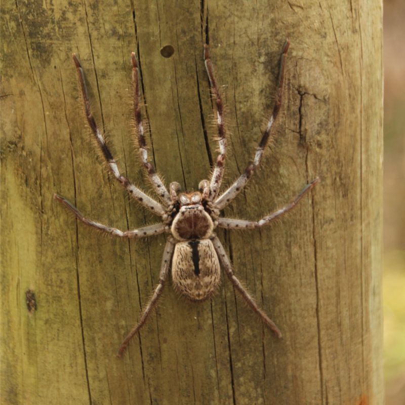 Spider Pest Control Services In Toronto - Spiders Toronto